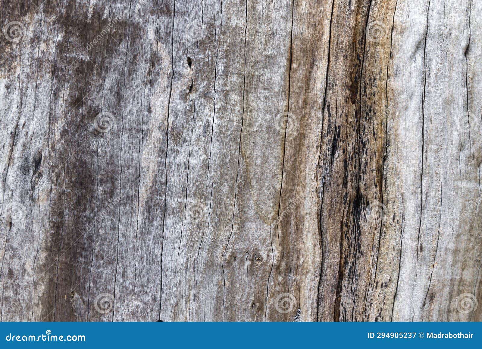 Background Texture of a Withered Old Tree Trunk Stock Image - Image of ...