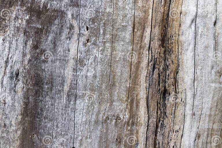 Background Texture of a Withered Old Tree Trunk Stock Image - Image of ...