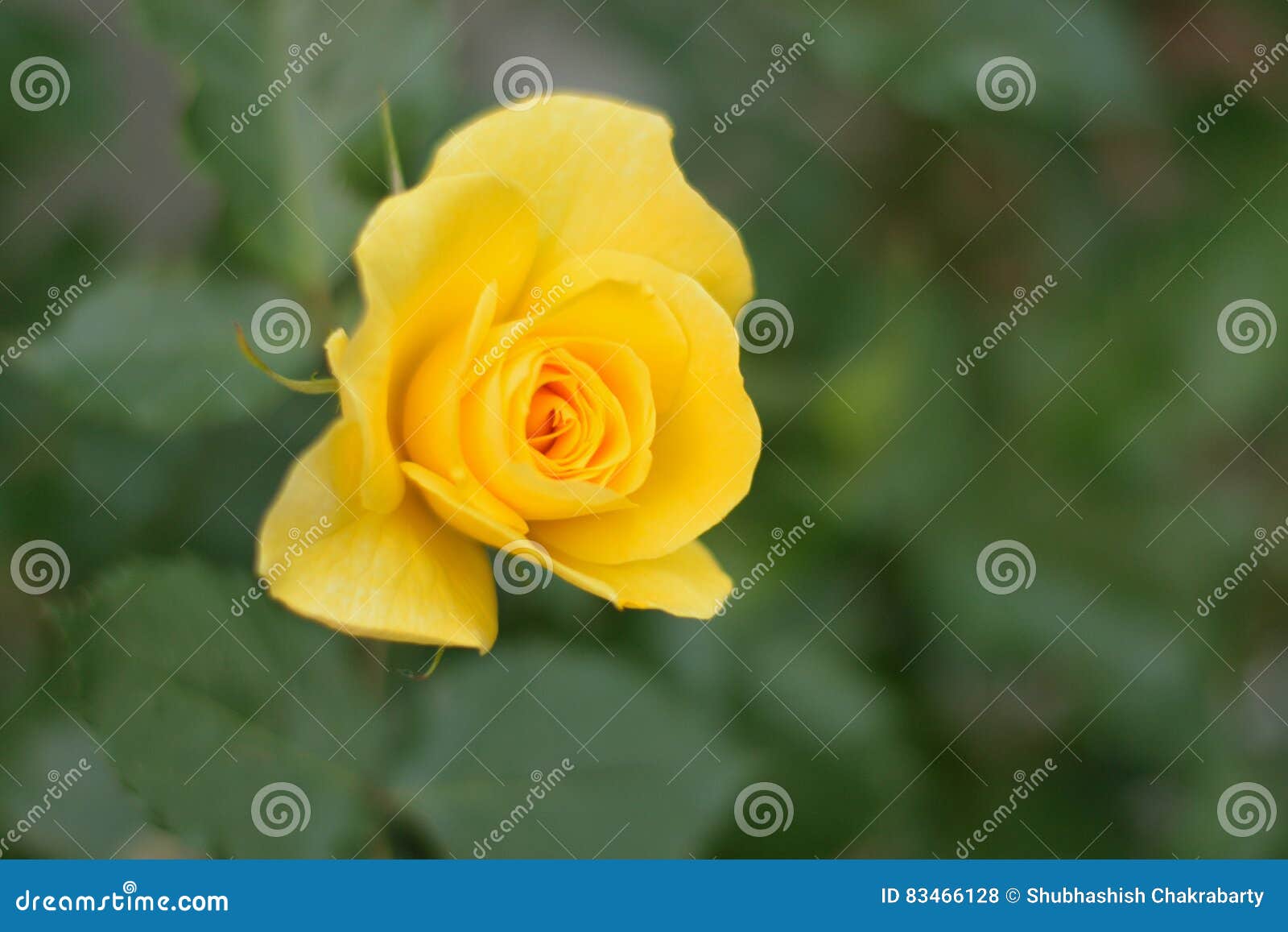 Background Texture Yellow Rose Flower Stock Photo - Image of floral ...