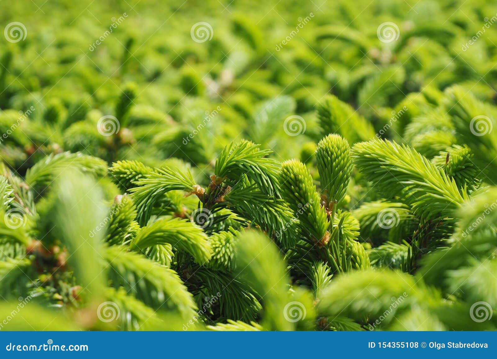 Background and Texture of Young Shoots of Coniferous Hedges. Spring ...