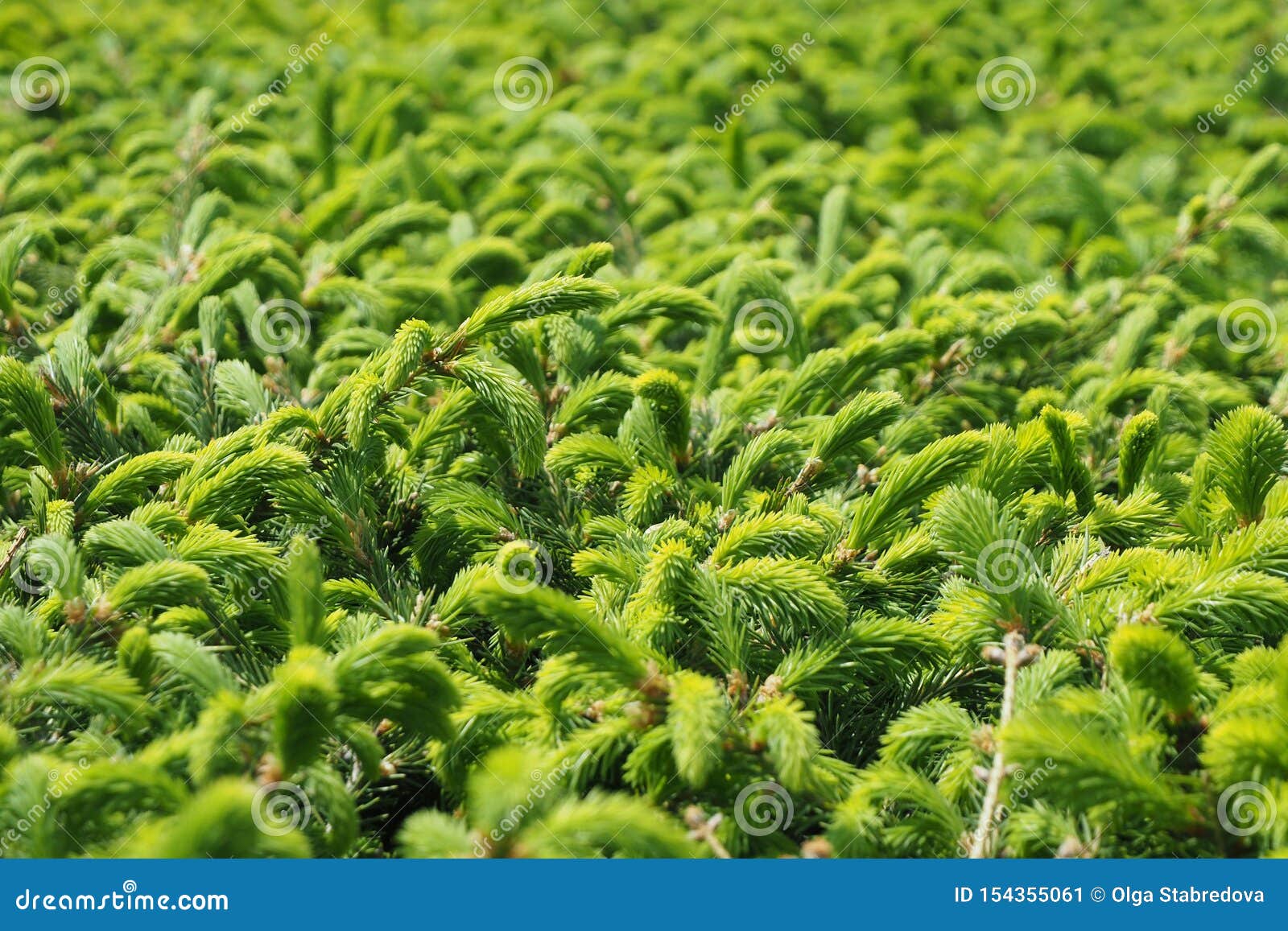 Background and Texture of Young Shoots of Coniferous Hedges. Spring ...
