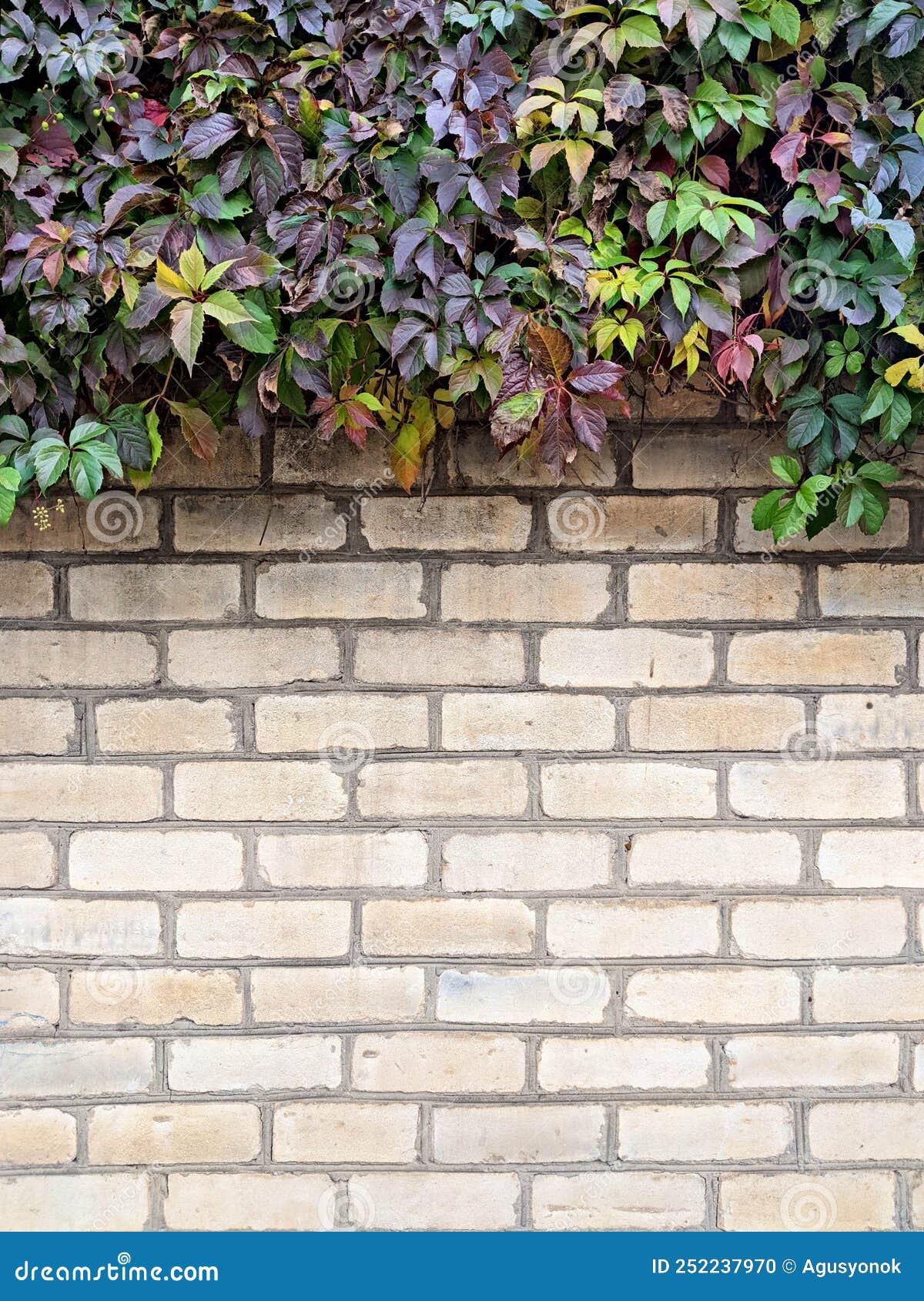 Background. Textured Light Brick Wall with Climbing Plants with Green ...