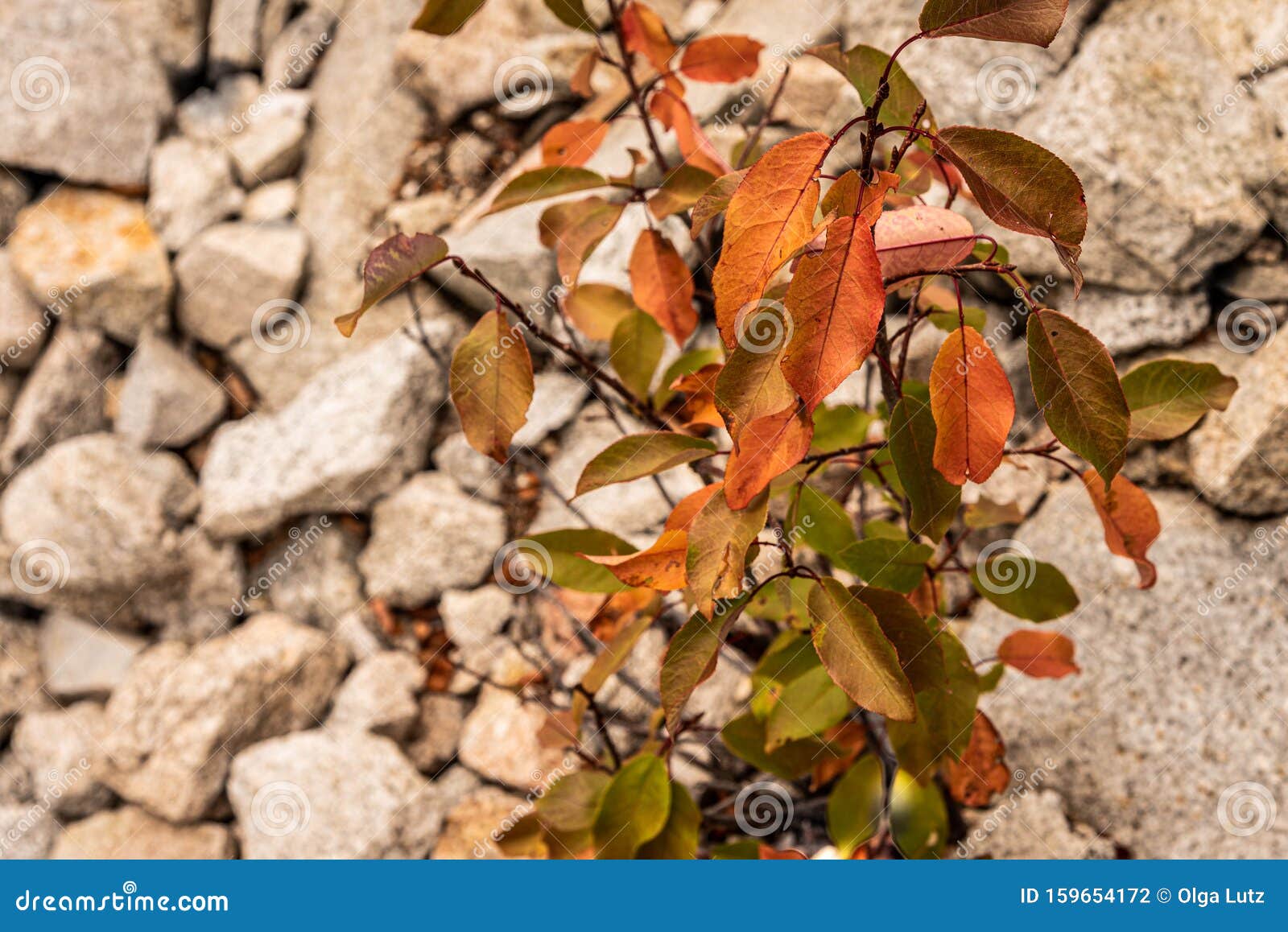 Background of Textured Rock Formations with Fall Leaves in the ...