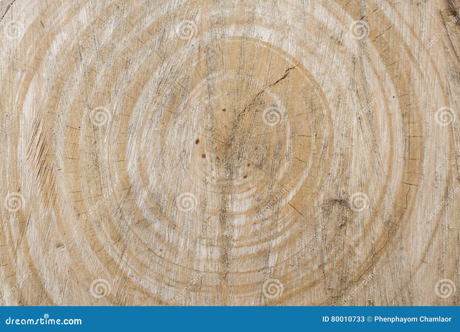 Background Textured Wood Grain Cut the Trunk of Tree Stock Image ...