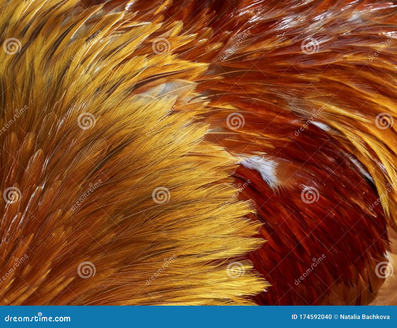 Textures of Bright Iridescent Feathers of a Rooster Bird in Red and ...