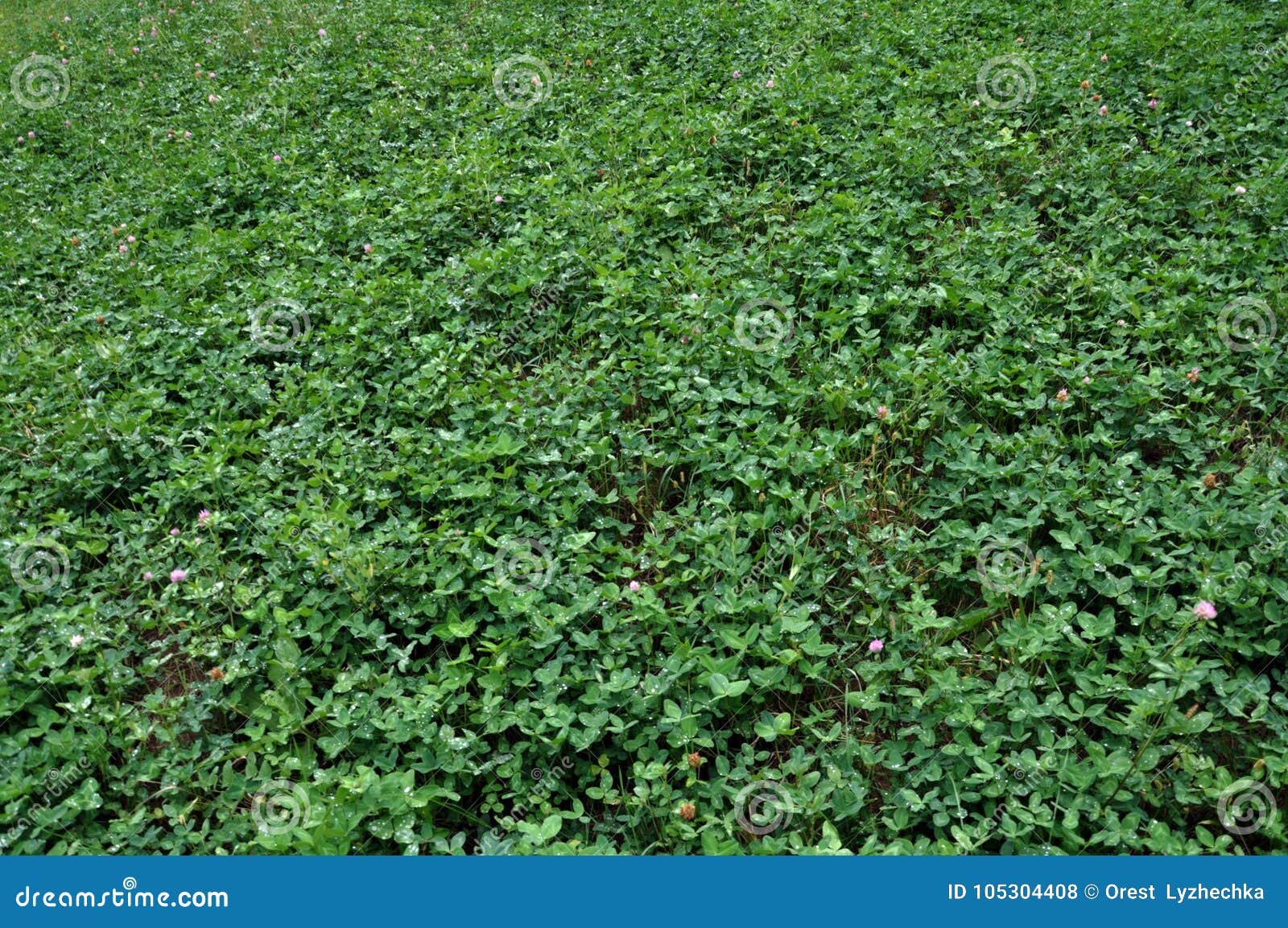 Background and Textures of Clover Plants Stock Photo - Image of ...