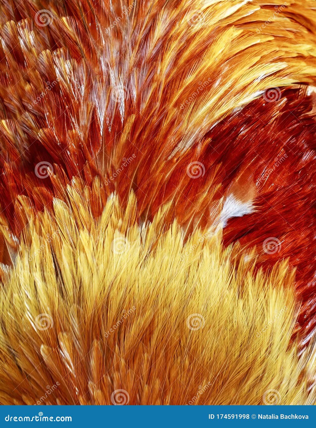 Background From Textures Of Iridescent Feathers Of A Rooster Bird In ...