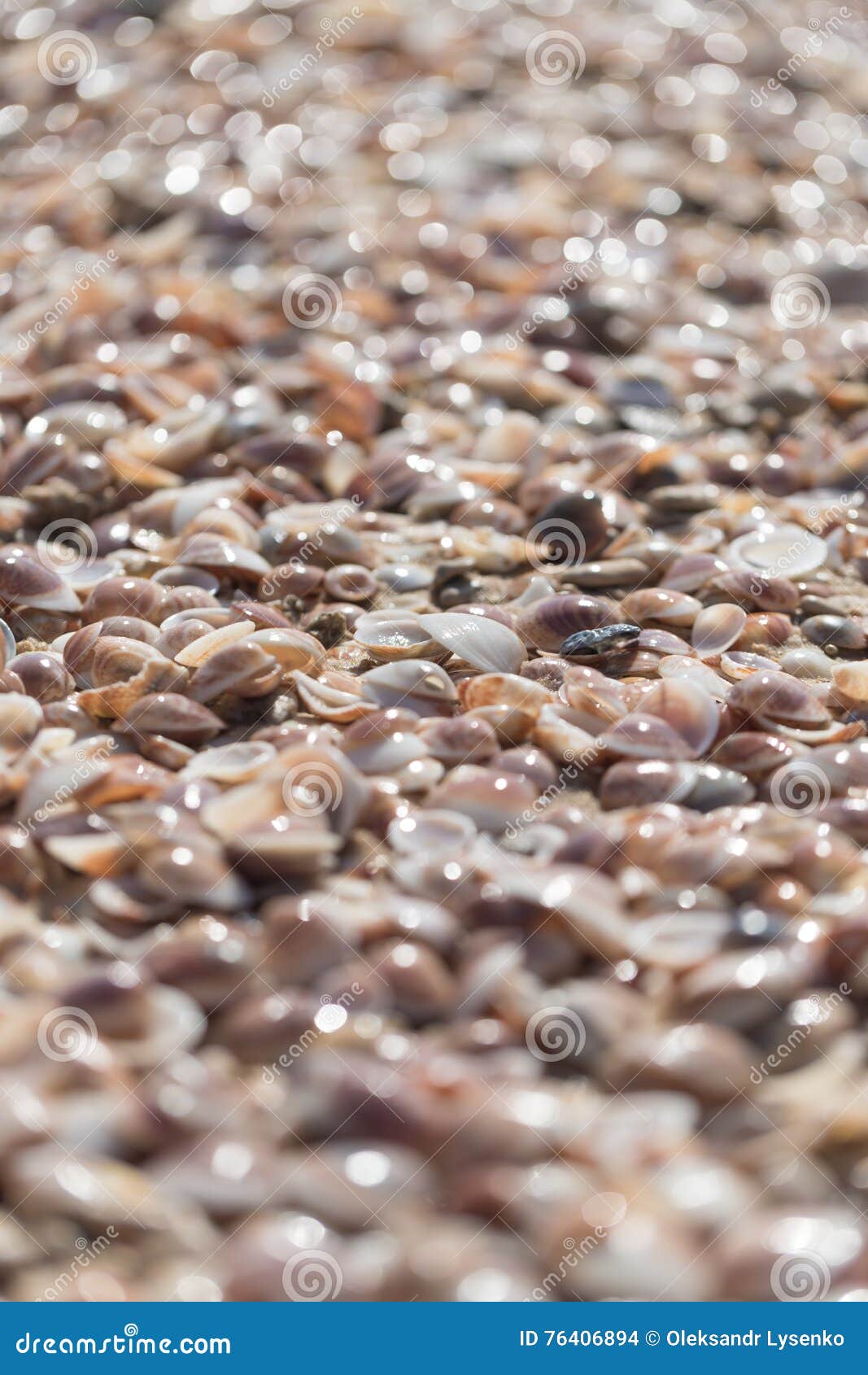Background Textures Sea Shells Stock Photo - Image of underwater ...