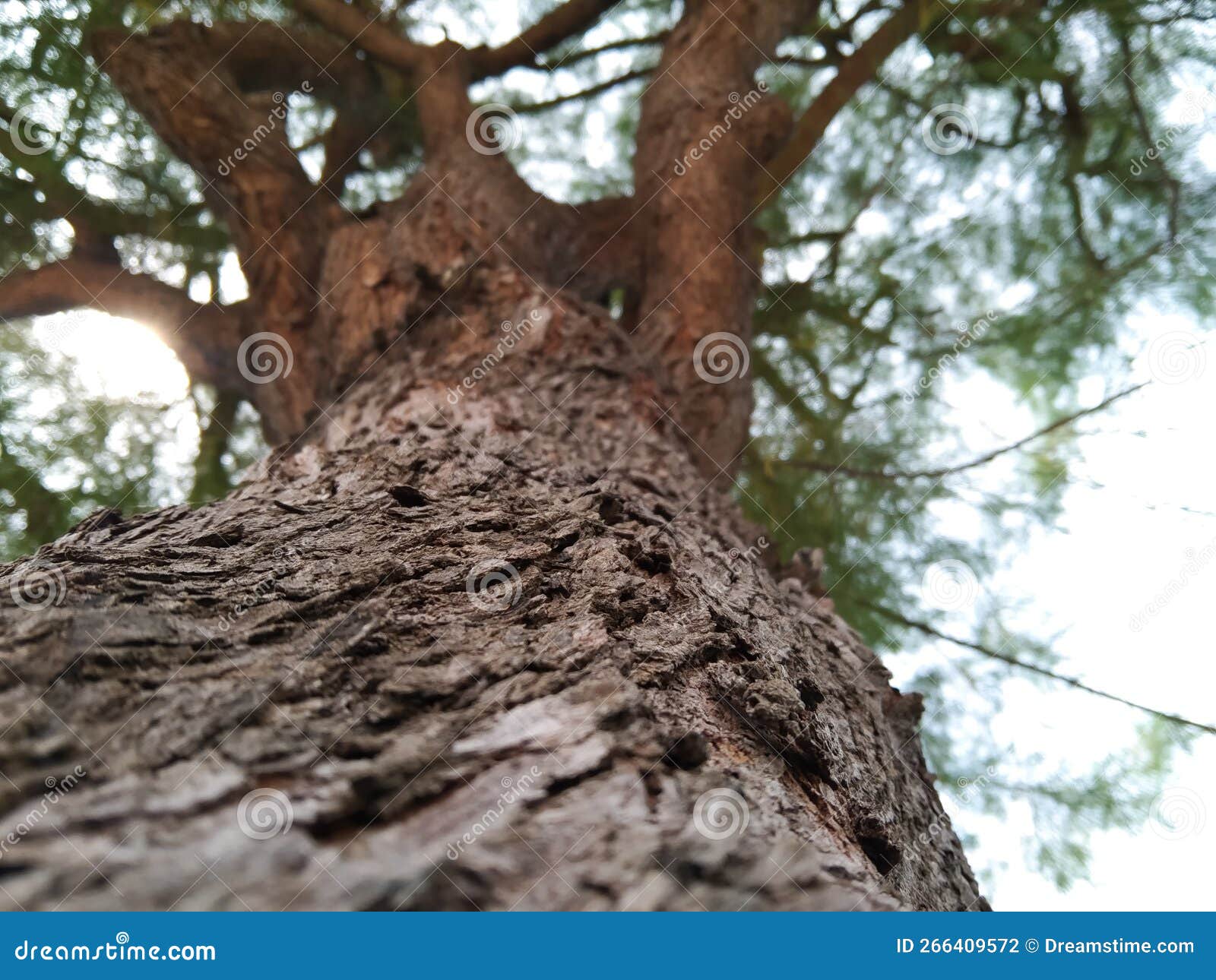 Background with the Theme of Shady Trees. Stock Photo - Image of ...