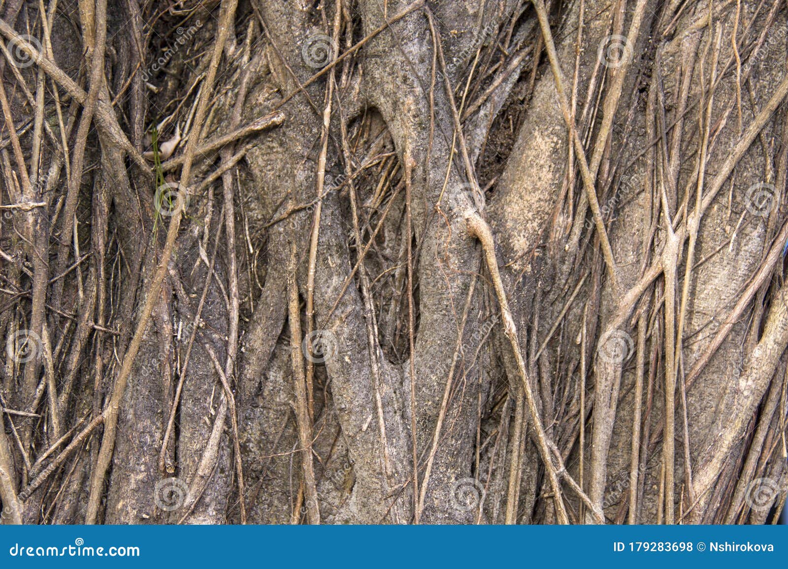 Background of Thick and Thin Roots Stock Photo - Image of light, root ...