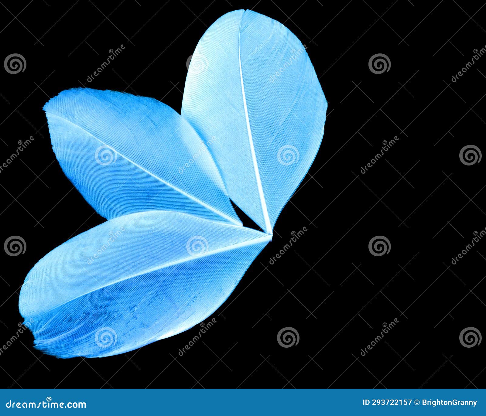 Three Little Blue Feathers on a Black Surface. Stock Image - Image of ...