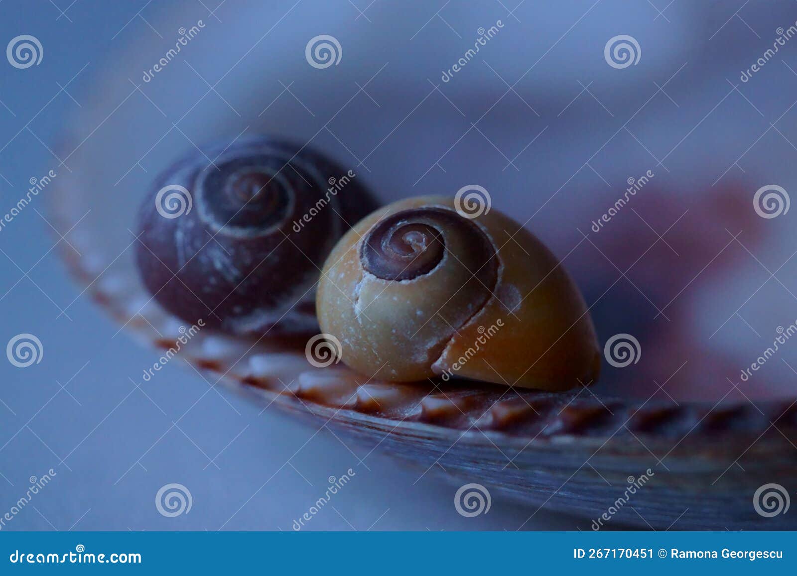 Background with Three Sea Shells, Two Snail and a Mollusk Shell Stock ...