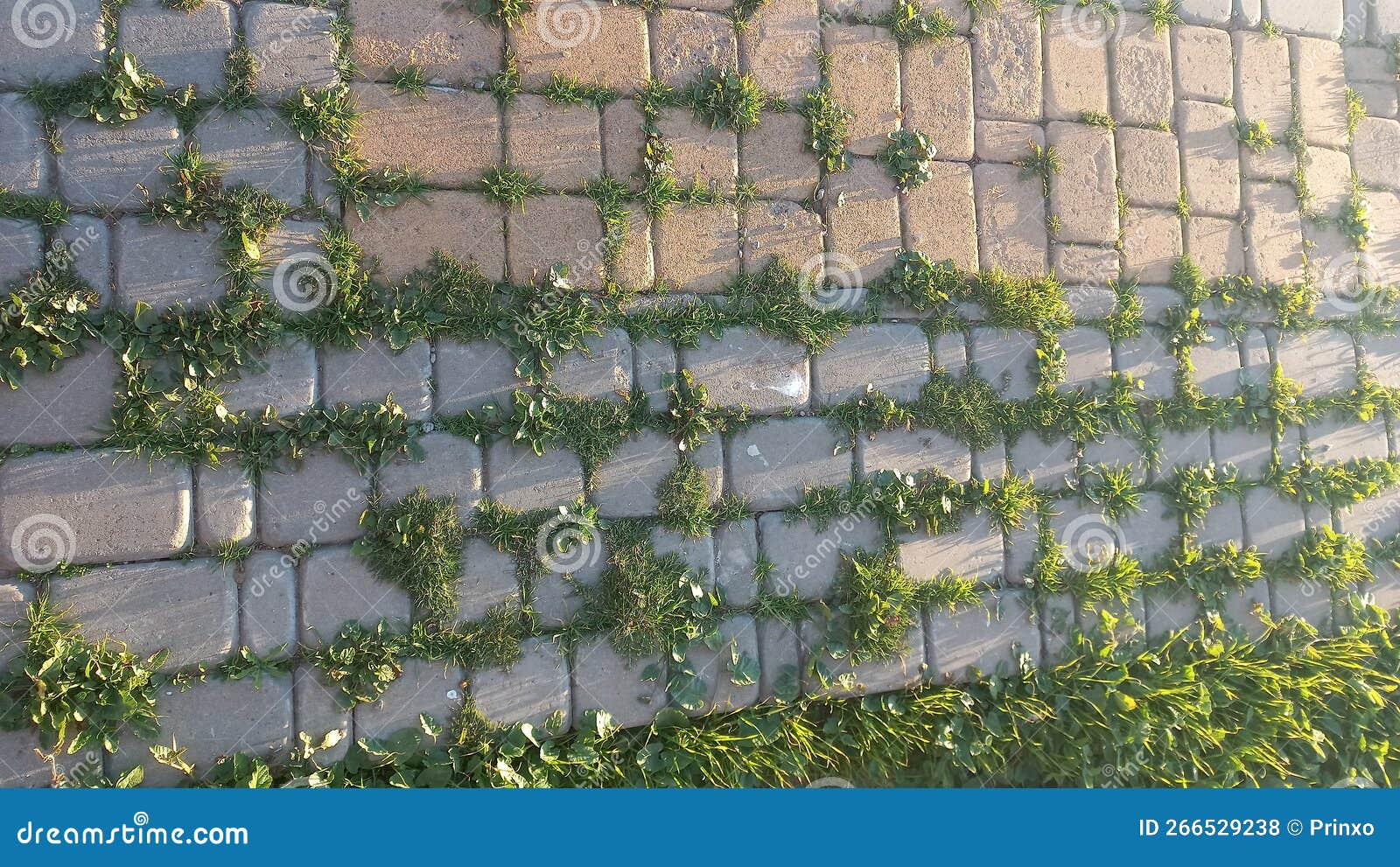 Background of Tiles with Wild Plants Stock Photo - Image of wall, green ...