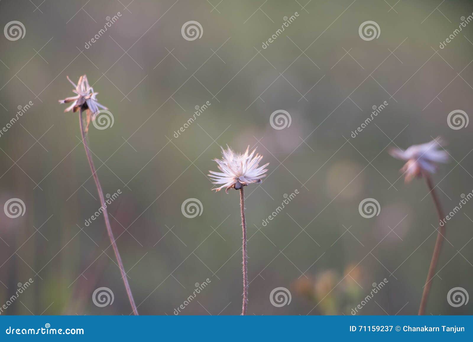 Tiny Flower In An Open Hand. Top View Of Human Hand Holding Little ...