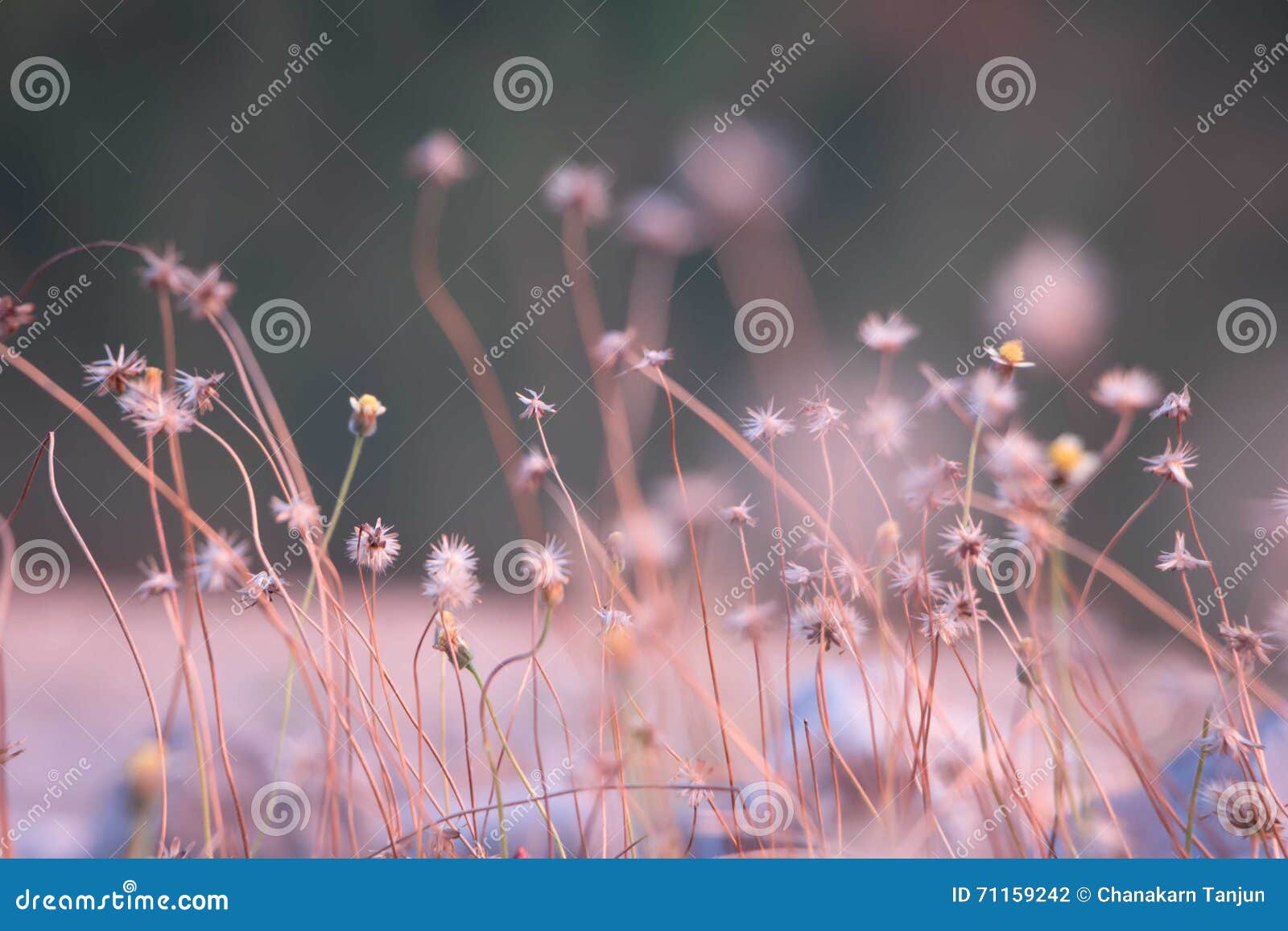 Tiny Flower In An Open Hand. Top View Of Human Hand Holding Little ...