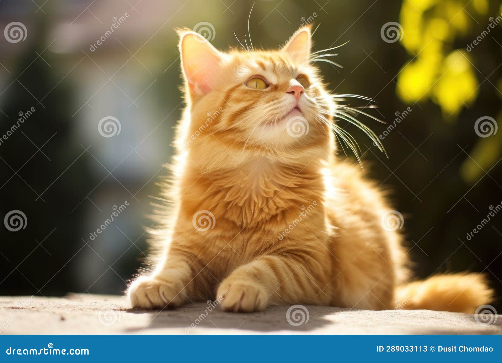 Background To Celebrate Ginger Cat Appreciation Day on September 1 ... Background To Celebrate Ginger Cat Appreciation Day on September 1 ...