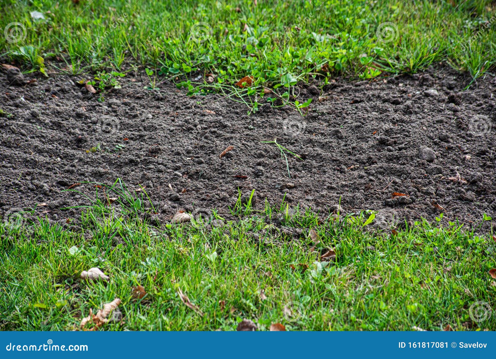 Background To the Ground and Green Grass Stock Image - Image of plant ...