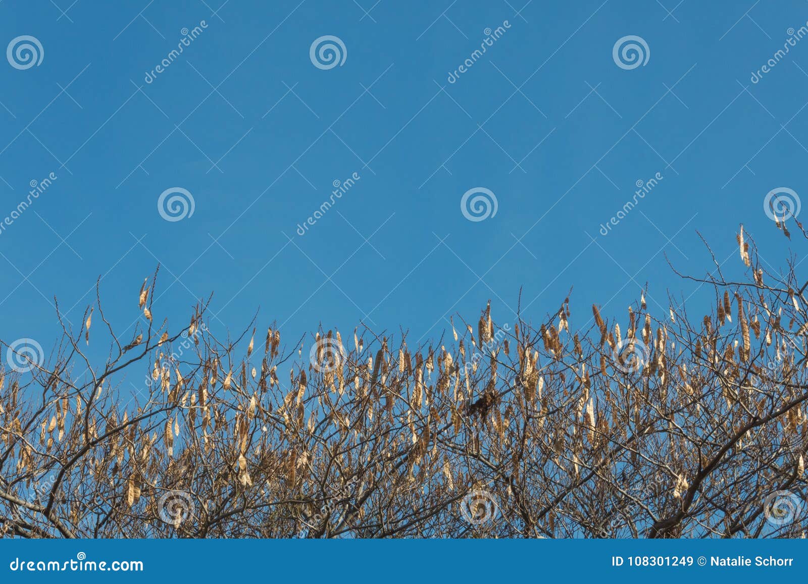 Background with Top of a Bare Tree Covered in Seed Pods Against a Blue ...