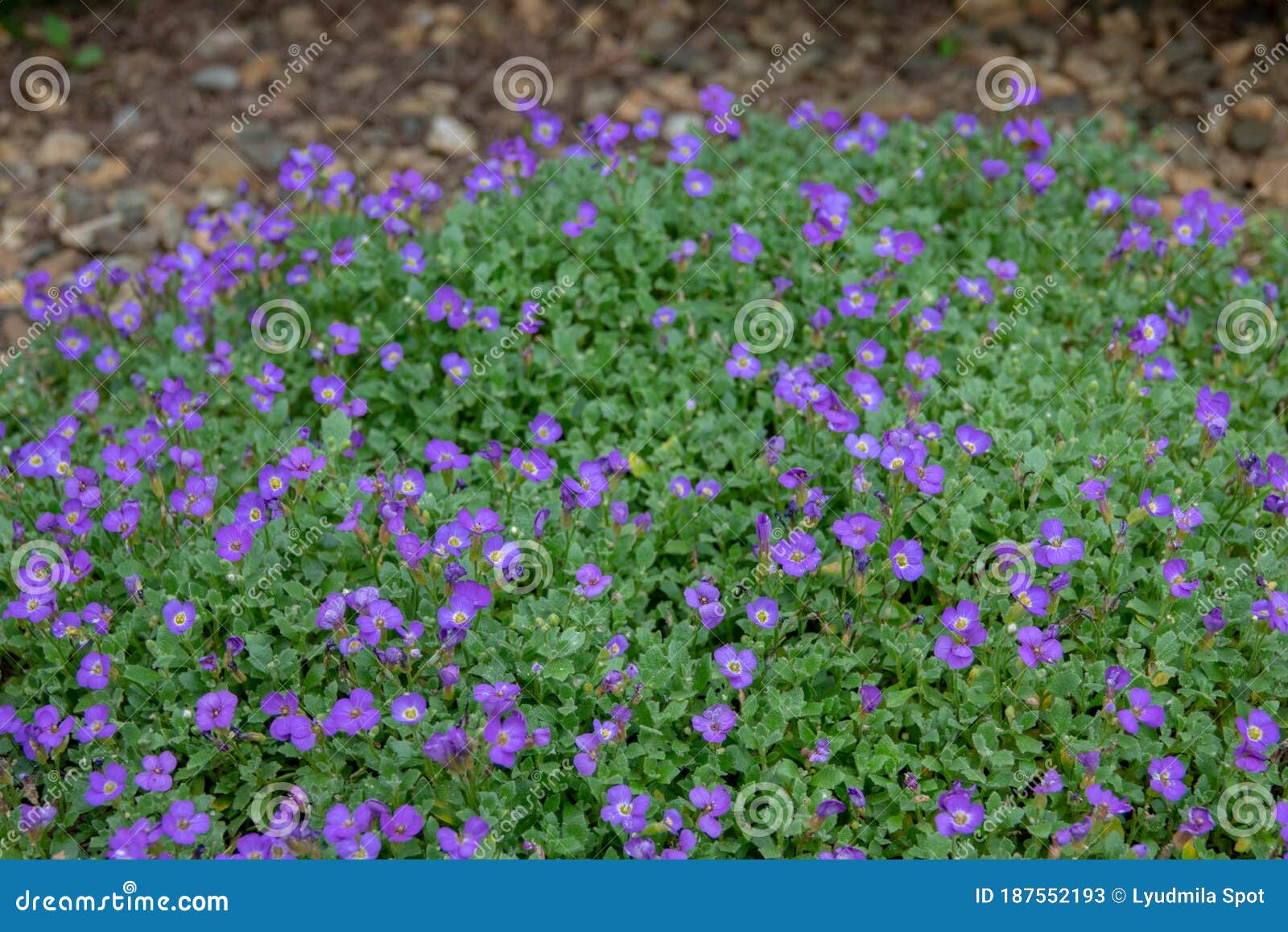 Background of Trailing Blue Saxifraga in Garden Stock Image - Image of ...