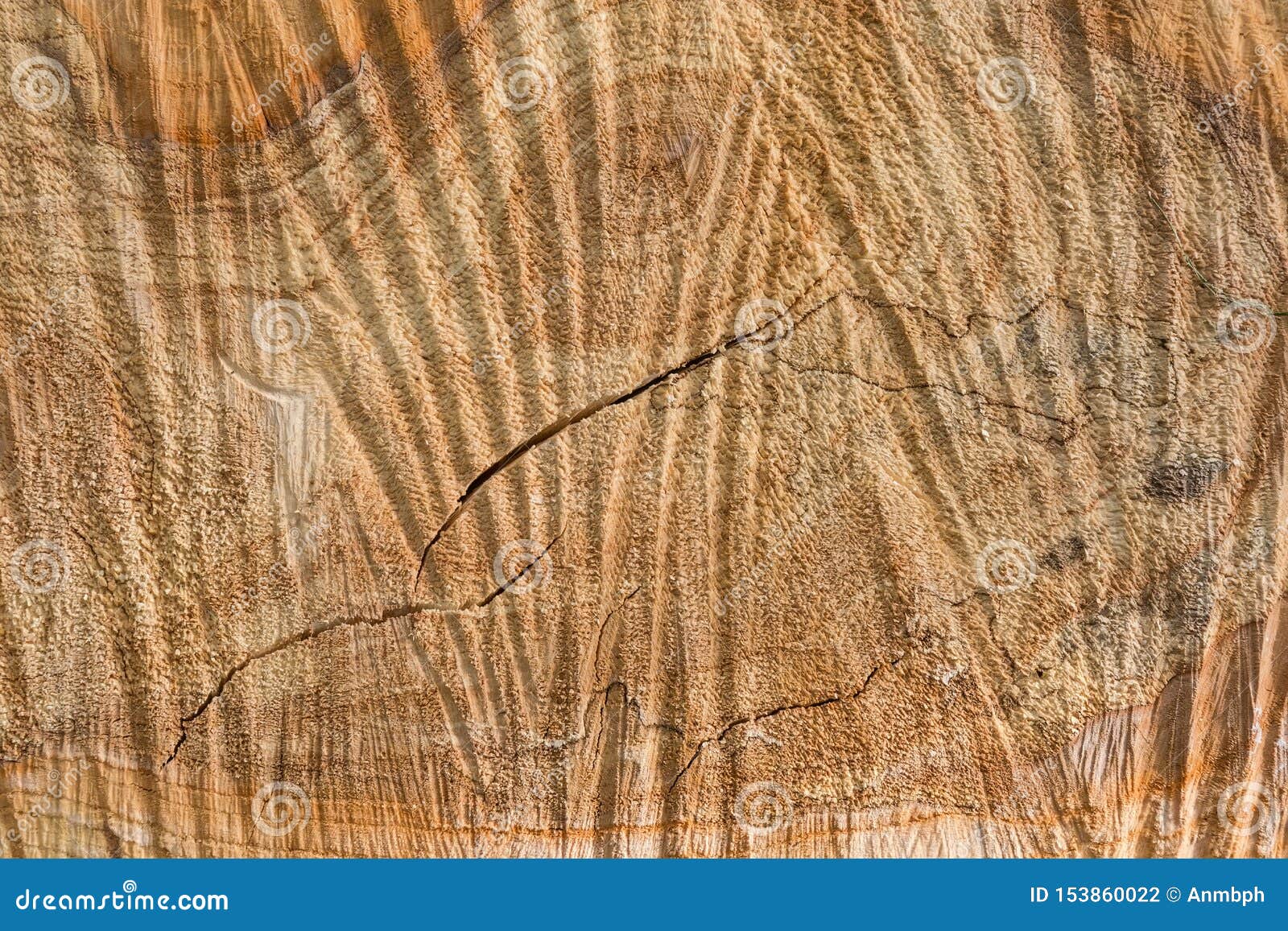 Background of Transverse Cut of Poplar with Chainsaw Work Traces Stock ...