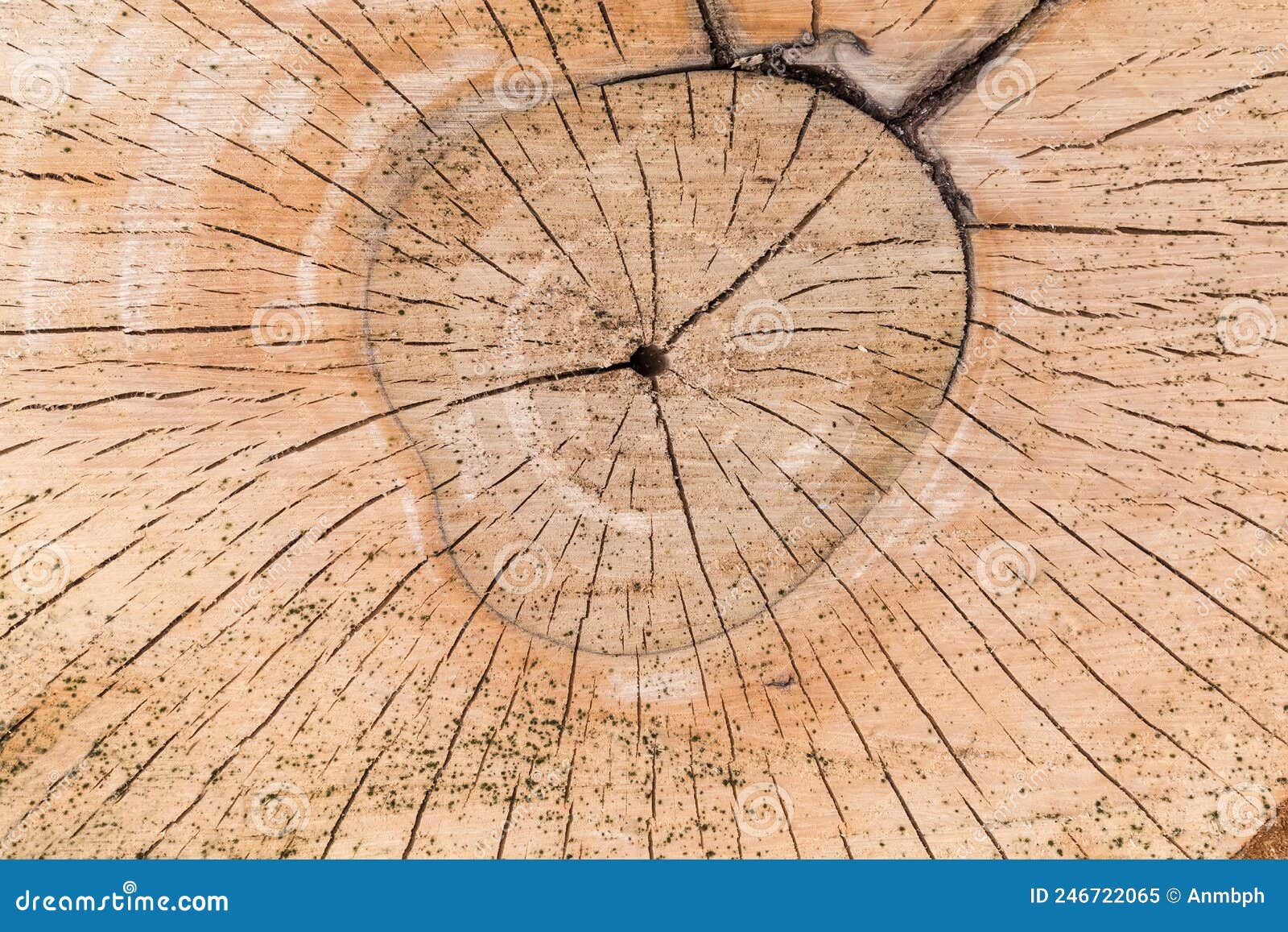 Transversal In Nature