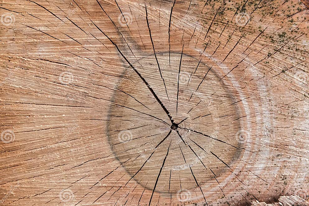 Background of the Transverse Cut of the Walnut Tree Trunk Stock Photo ...