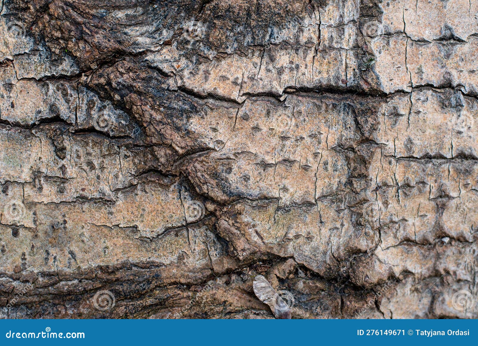Background. Tree Bark Texture of Fagus Sylvatica or European Beech ...