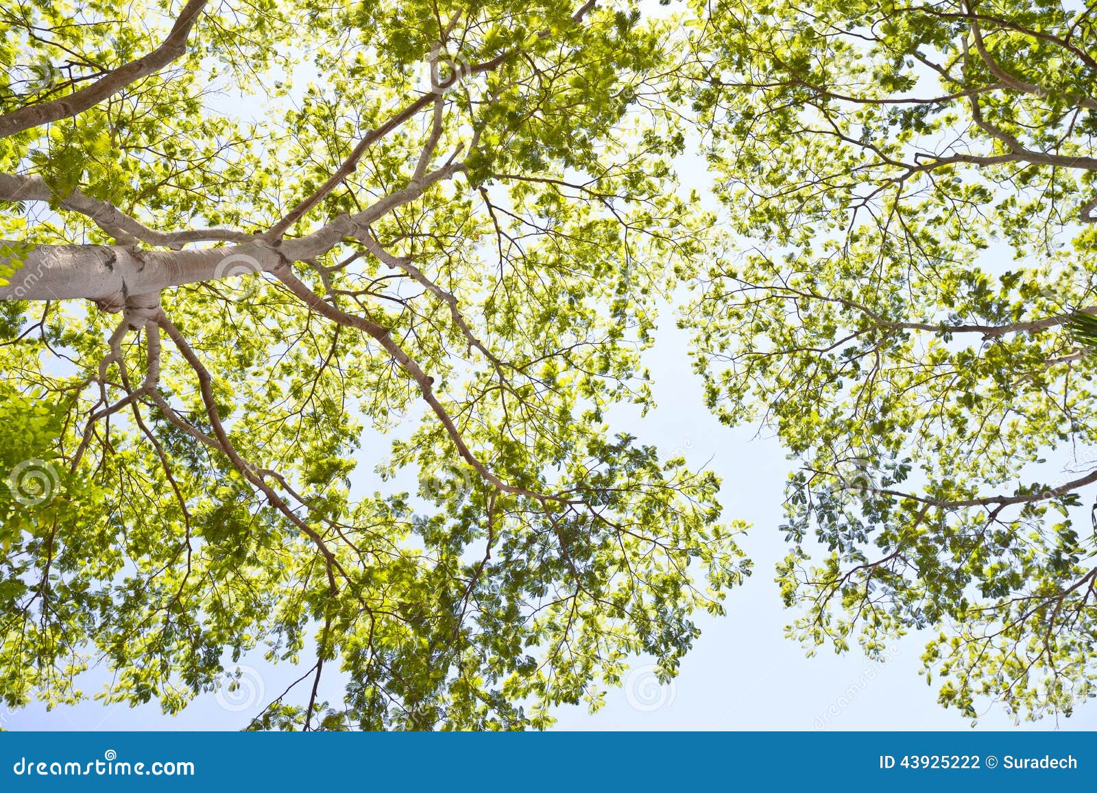 Background of tree branch stock photo. Image of leaf - 43925222