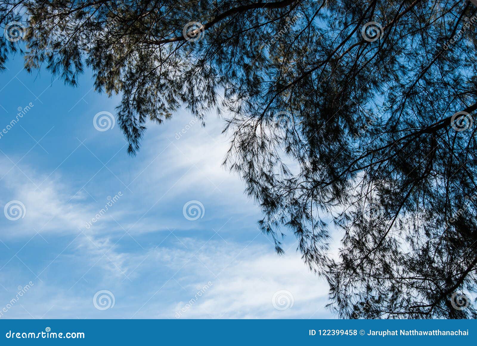 Tree Branch and the Sky stock photo. Image of tree, view - 122399458