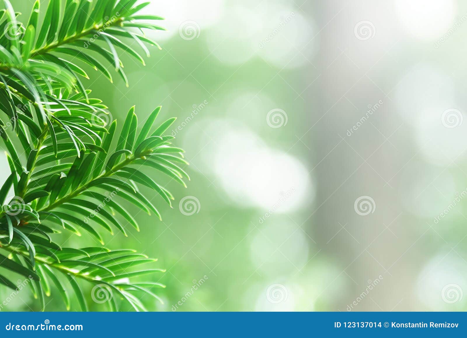 Background with a Tree Branch Sticking Out on the Left Stock Photo ...