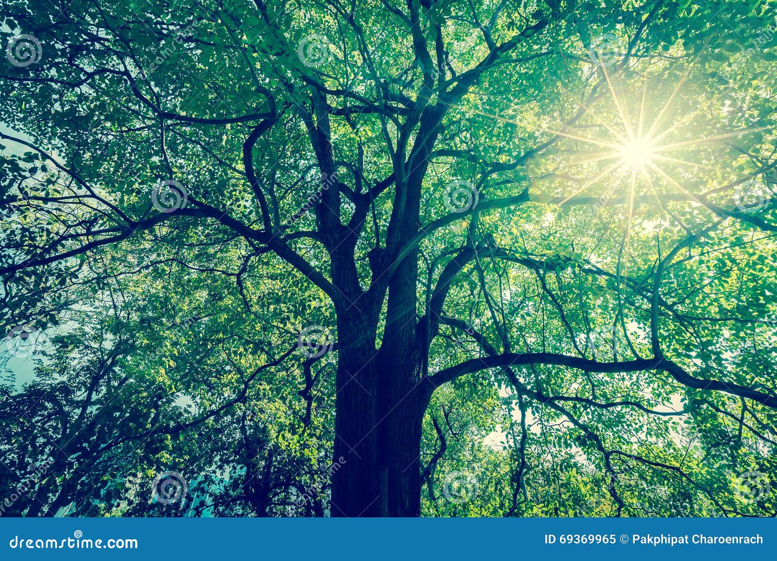 Background Of Tree Branches With Green Foliage With Sun Radius. Royalty ...