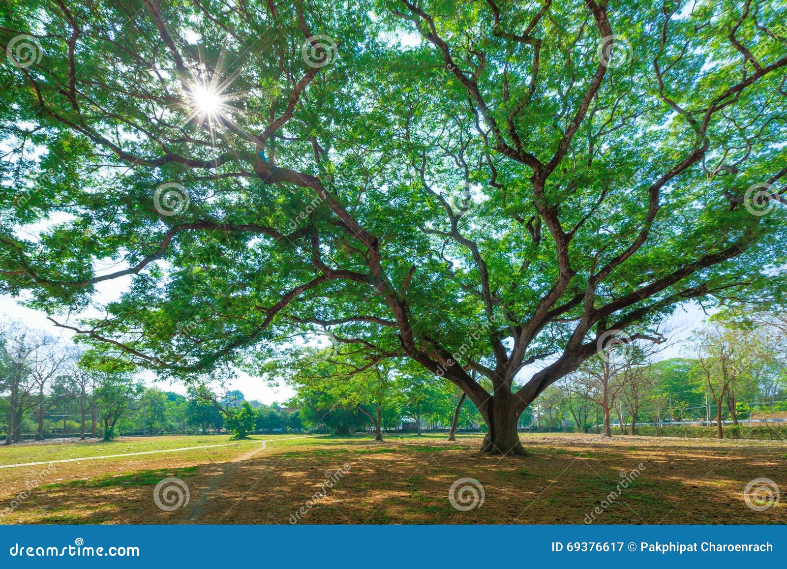 Background Of Tree Branches With Green Foliage And Sun Radius In ...