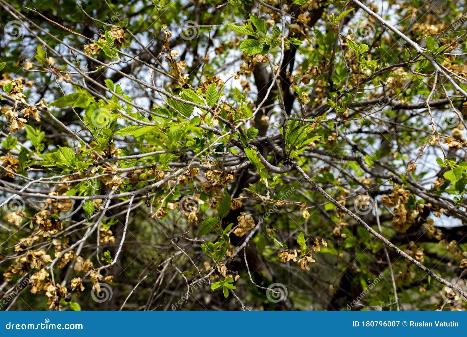 Background of Tree Branches with Leaves Closeup. Stock Image - Image of ...