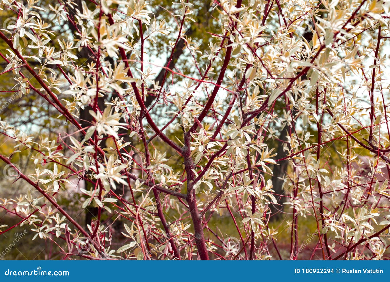 Background of Tree Branches with Leaves Closeup. Stock Photo - Image of ...