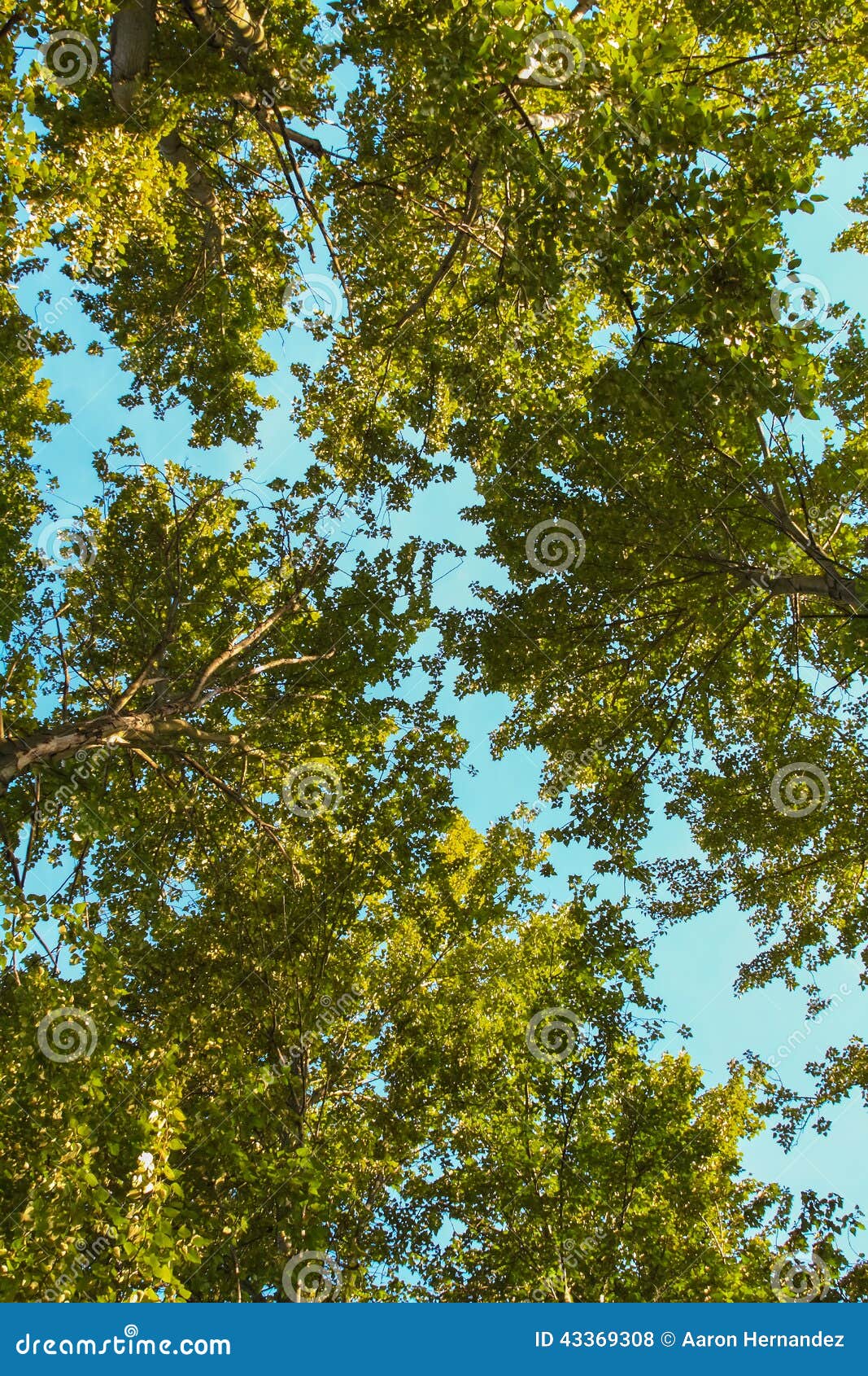 Background of Tree Canopies Stock Photo - Image of nature, upward: 43369308