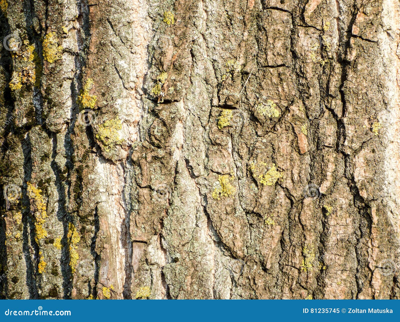 Background Tree Forest Cortex Bark Stock Image - Image of bark, cortext ...