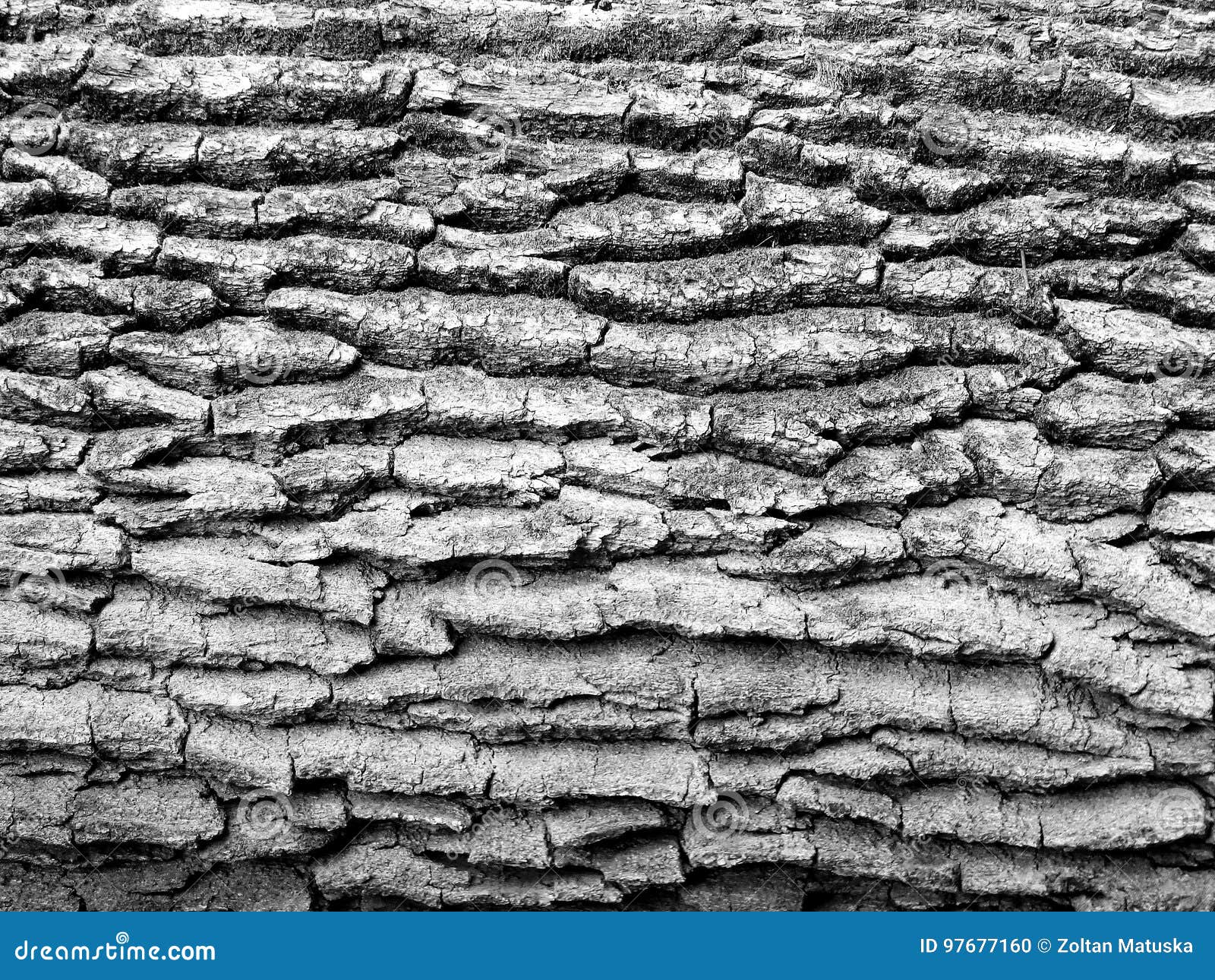 Background Tree Forest Cortex Bark Stock Photo - Image of cortex, tree ...