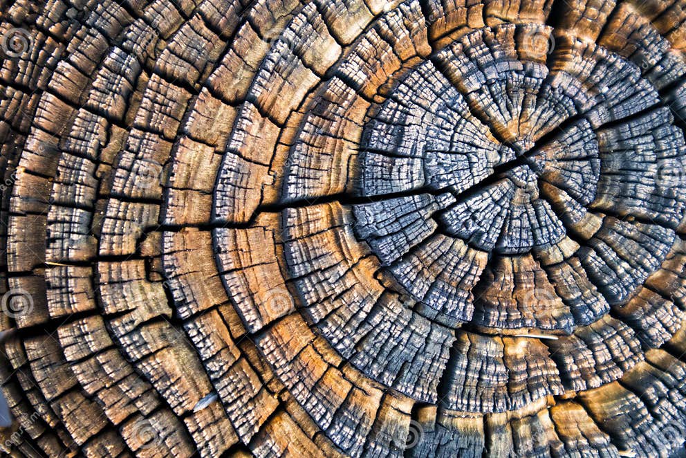 The Old and Vivid Tree Ring Stock Photo - Image of panel, nature: 172087664