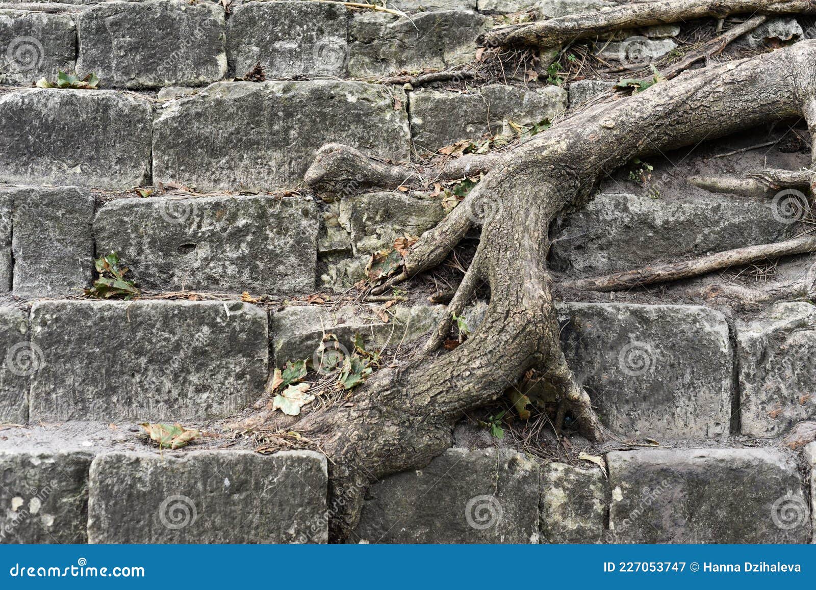 Staircase Of Roots. Siberian Patterns Of Nature, Irkutsk. Siberia Stock ...