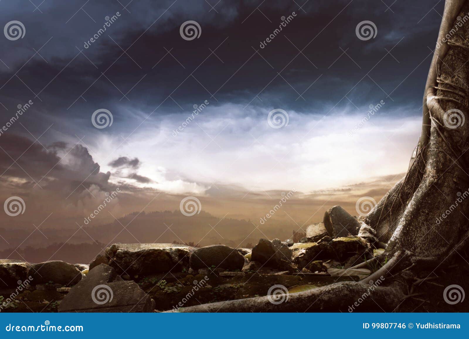 Background of Tree Roots and Stones Stock Photo - Image of travel ...