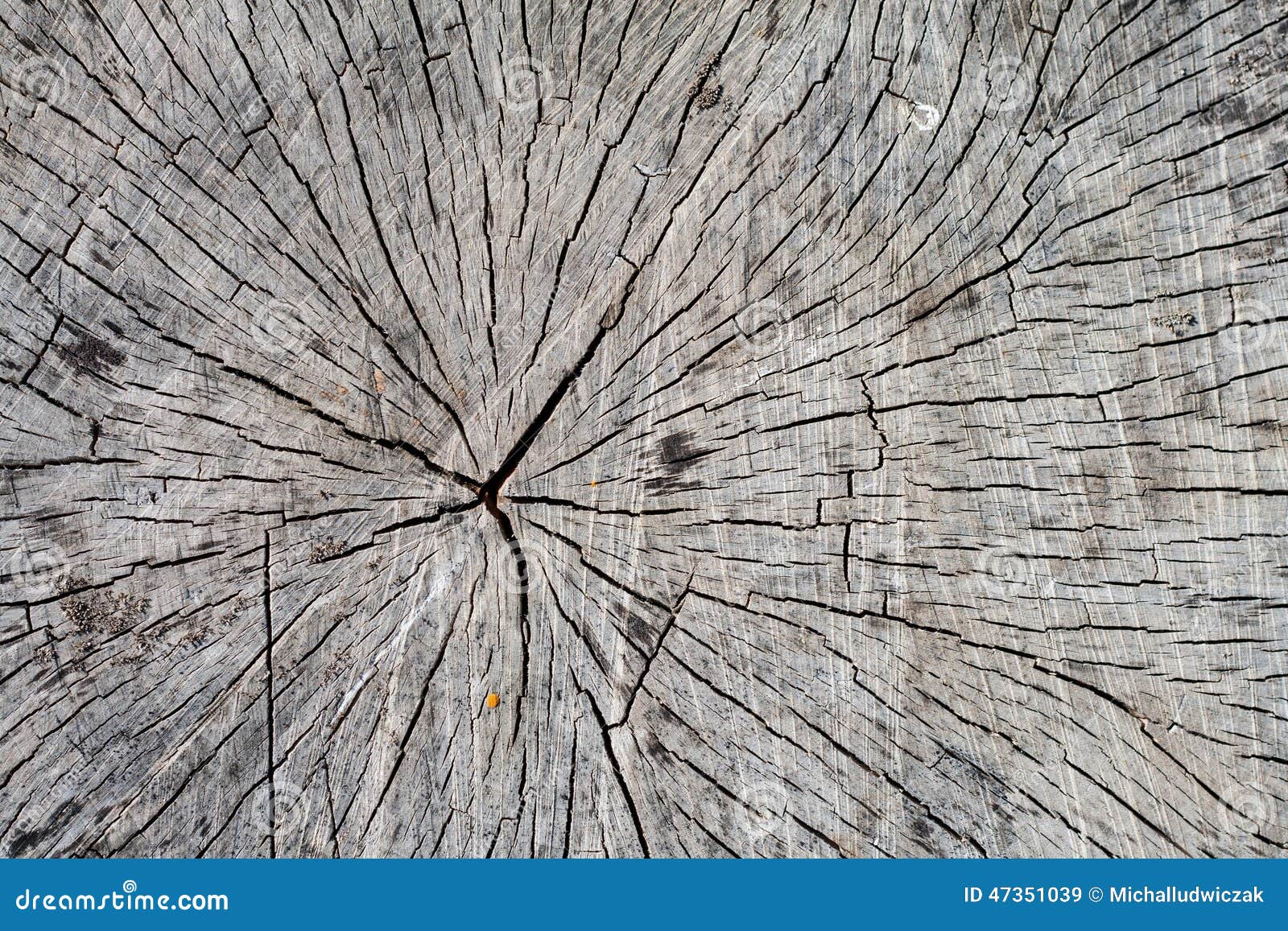 Background with Tree Section Stock Image - Image of cutting, lumberjack ...