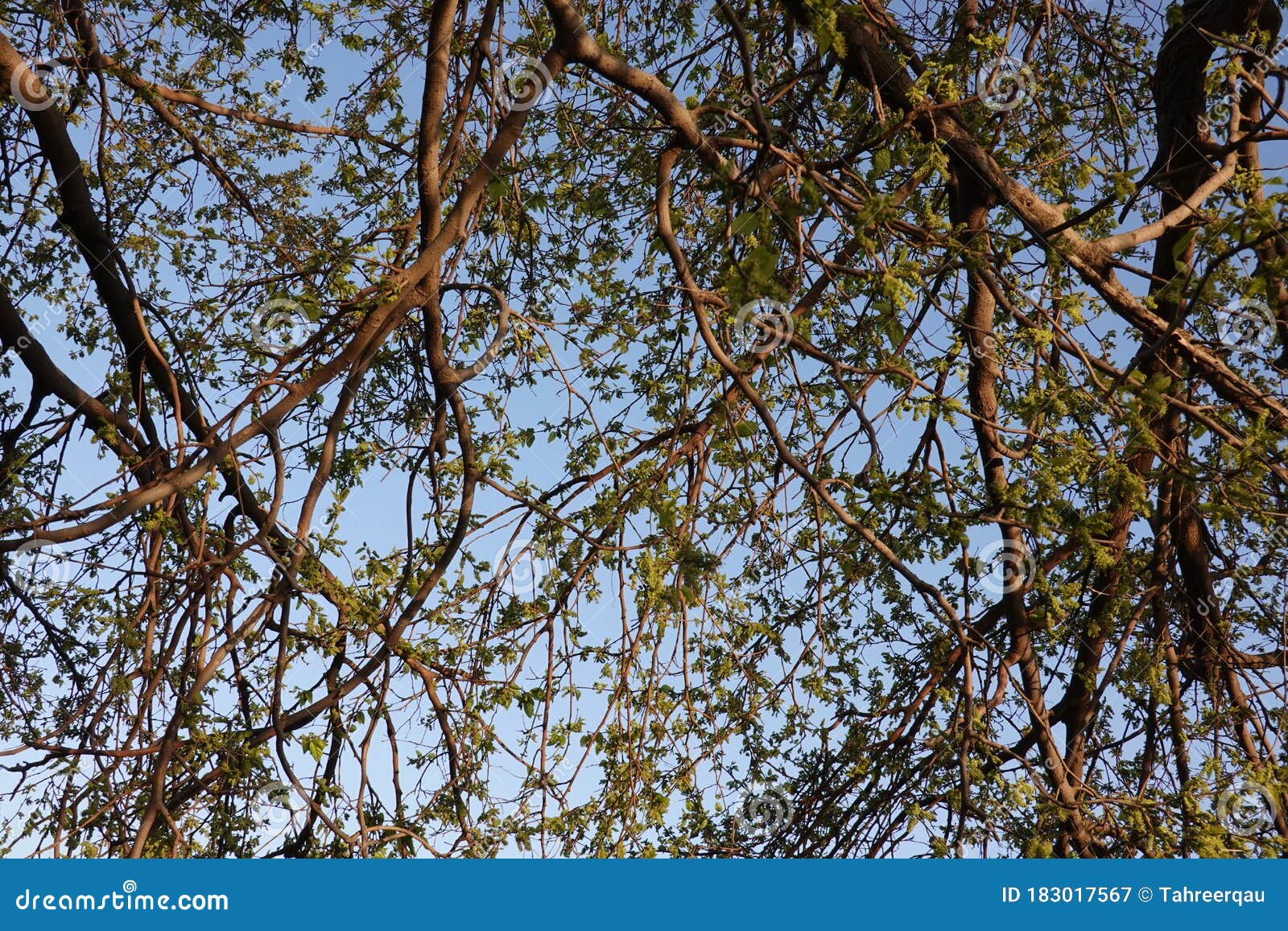 Background of tree stems stock image. Image of leaf - 183017567