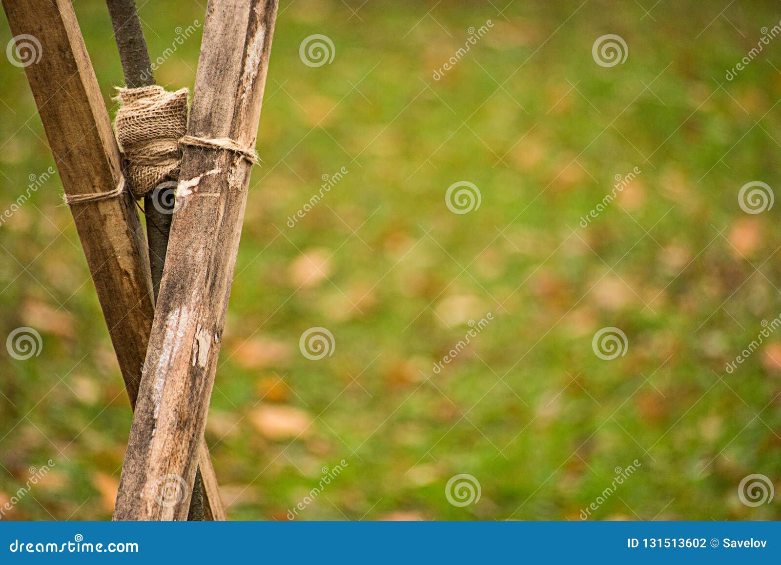 Background with a Tree Tied Up with Rope and Space for Text Stock Photo ...