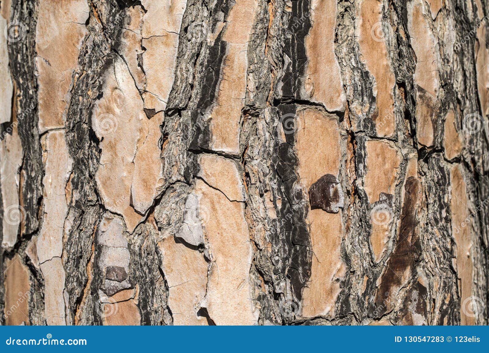 Tree Trunk Background stock image. Image of board, trunk - 130547283