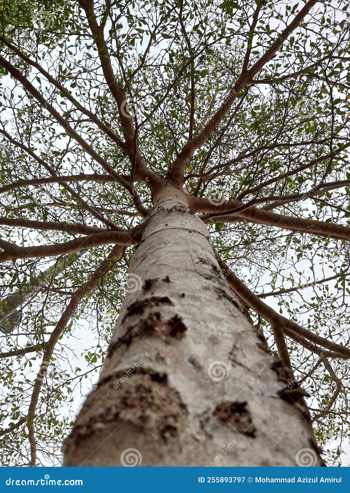 Background of a Tree Trunks Cute. Stock Image - Image of tree, trunks ...