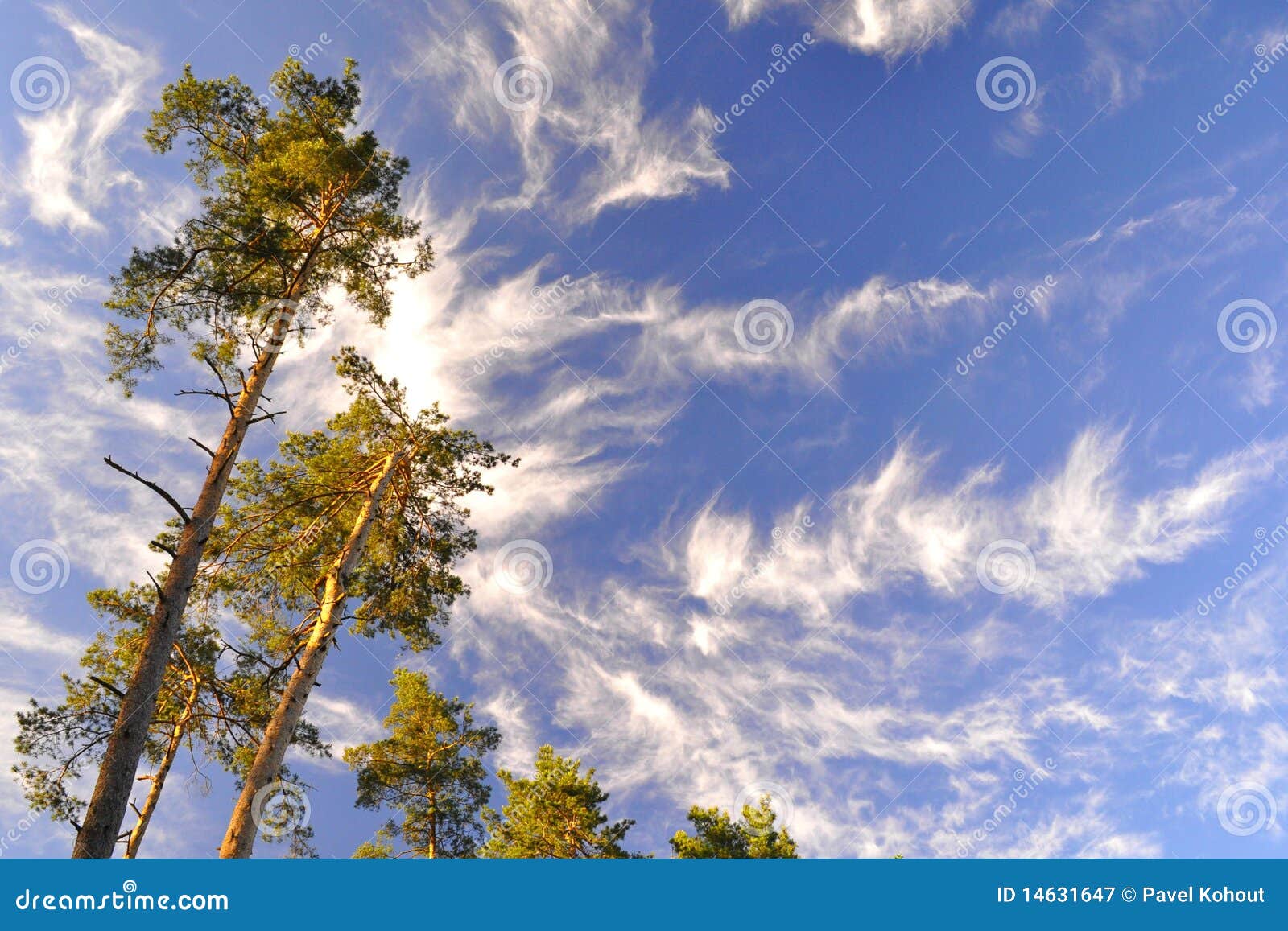 Background with trees stock image. Image of batch, color - 14631647