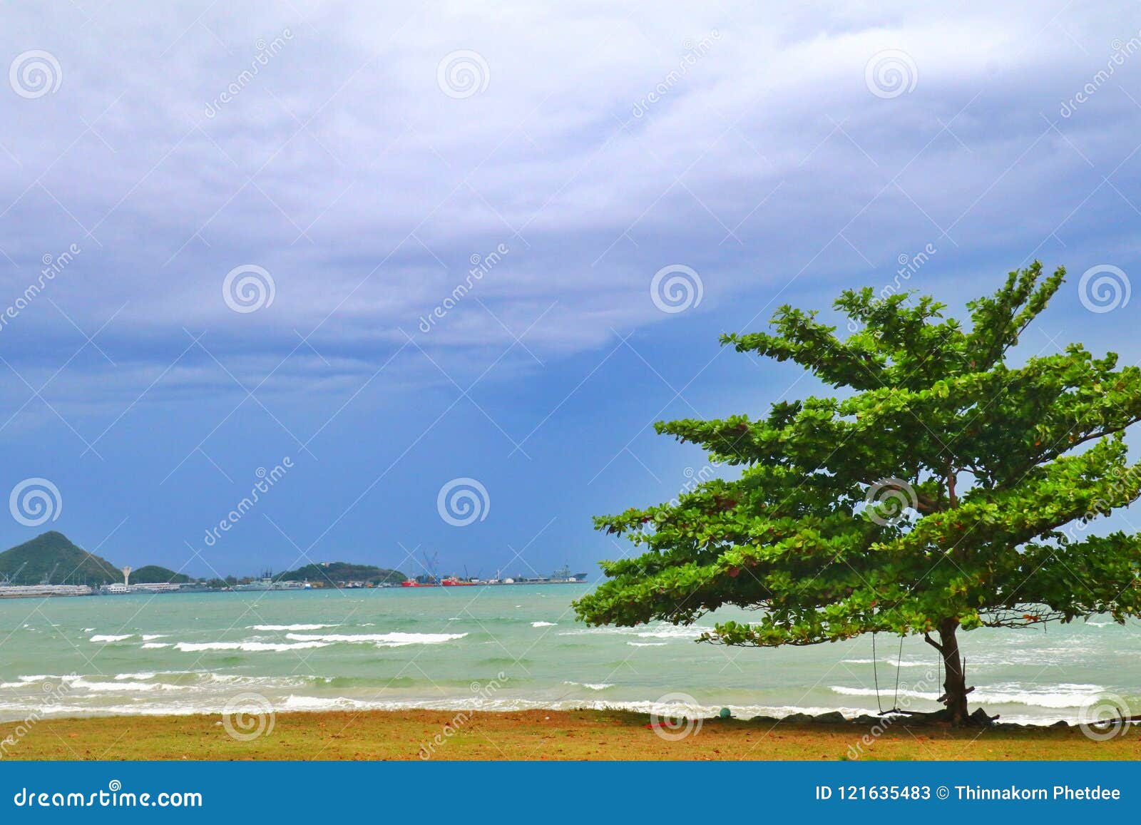 Background Tree Along the Beach Stock Image - Image of wallpaper, beach ...