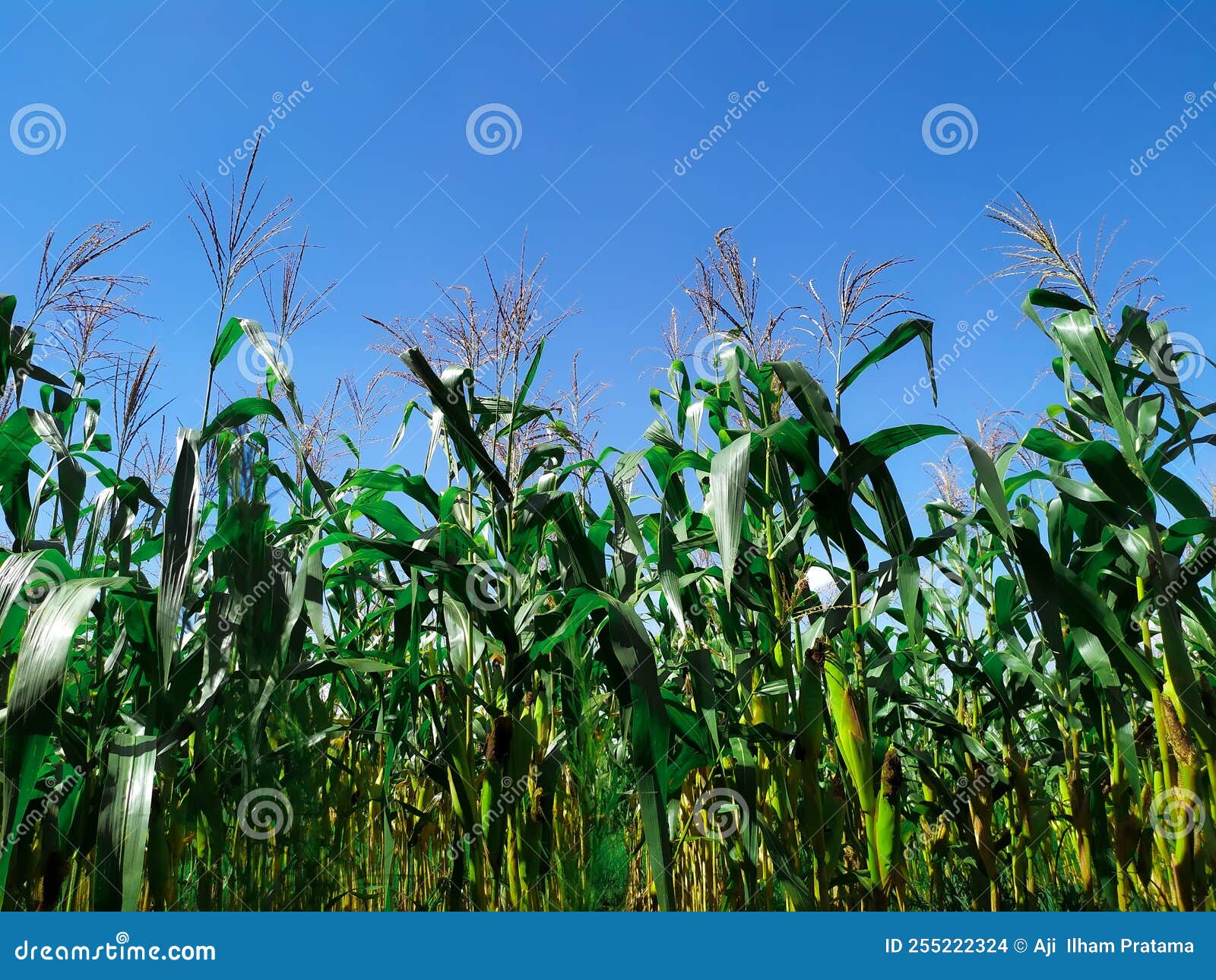 Corn Oil Garden Bed Healthy Food Diet Raw Pod Green Slender Grain Stock ...