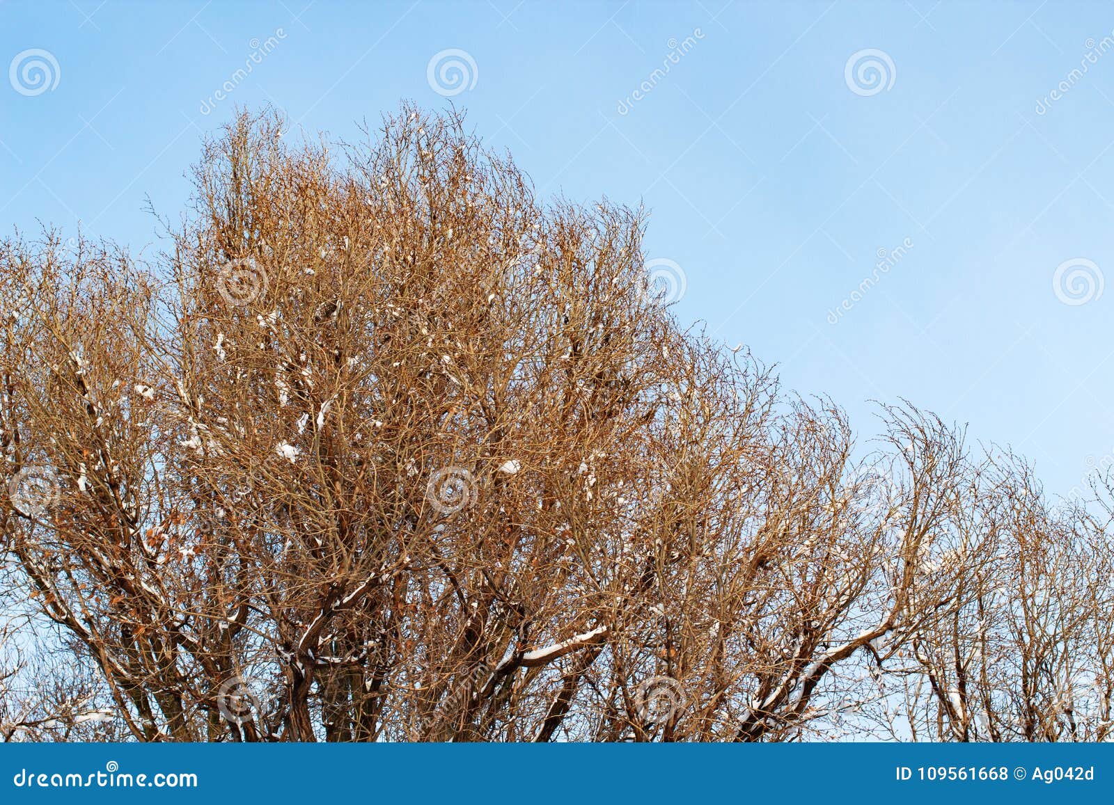 Background of Trees for a Double Exposure, Trees Against the Sky Stock ...