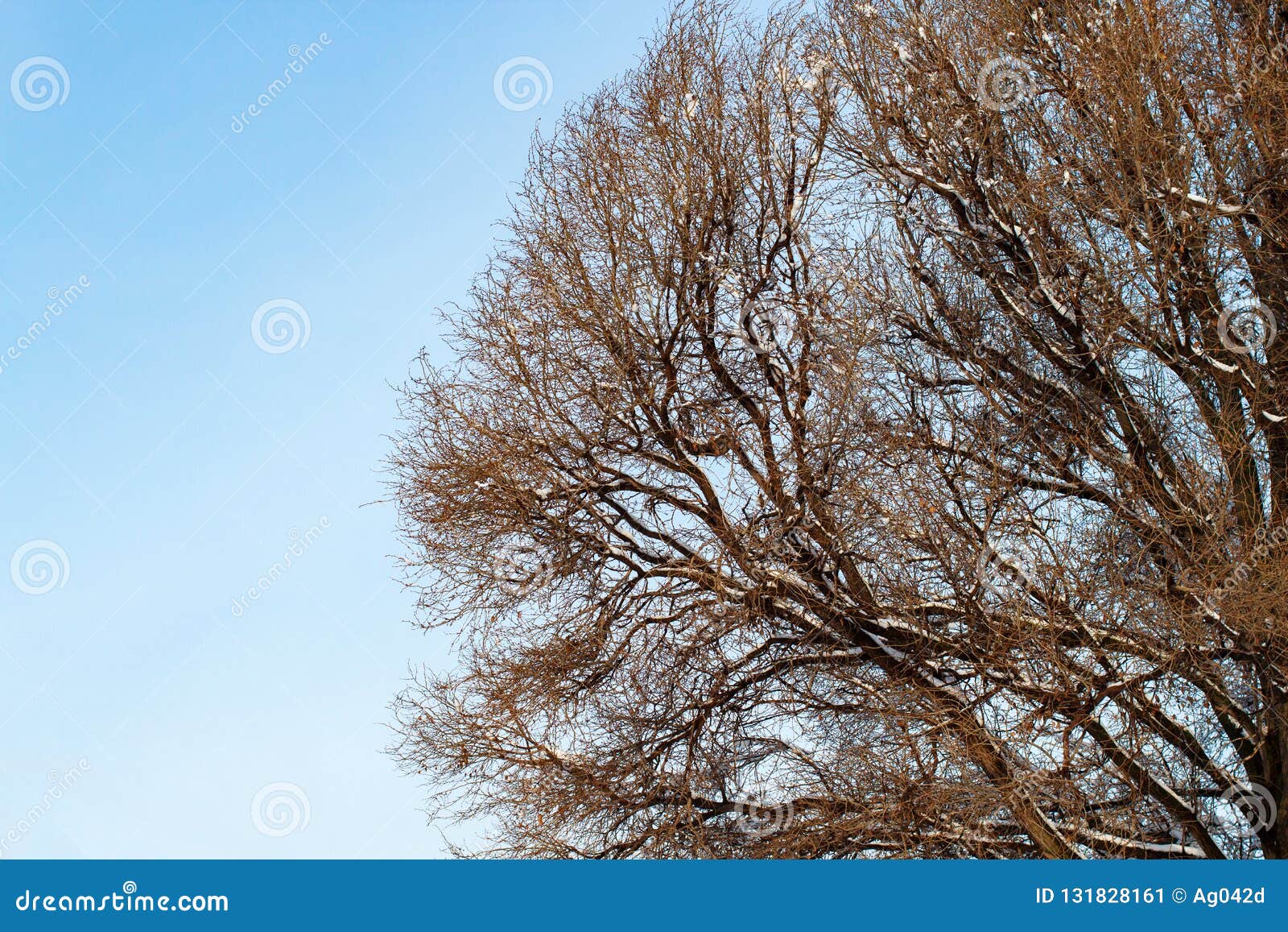 Background of Trees for a Double Exposure, Trees Against the Sky Stock ...